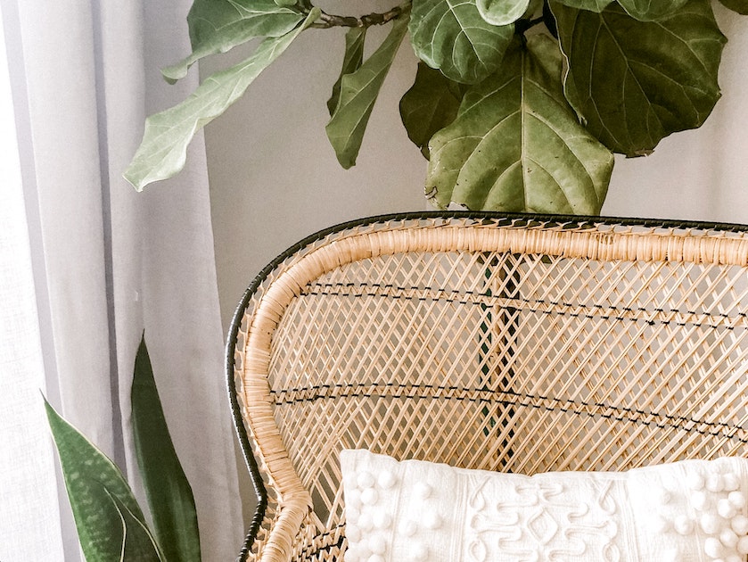 7 Plants You Need in Your Life (and Apartment) - 1133 Hope